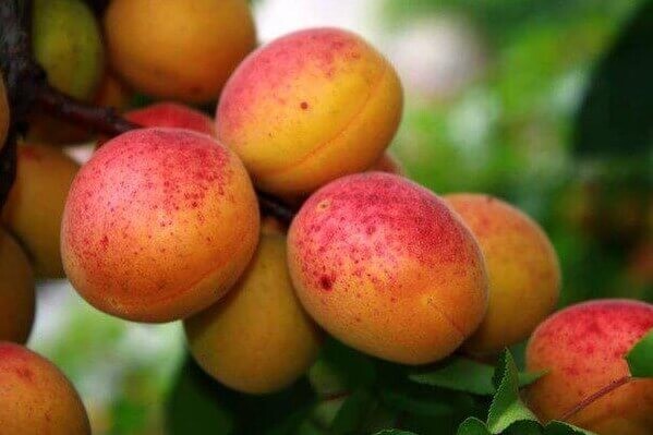 Armenian Fruit Imports Also Banned by Russia - The Armenian Mirror ...